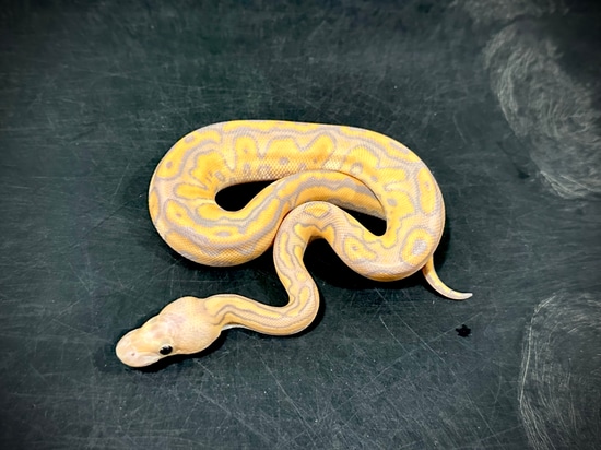 Lace Black Pastel Banana Enchi Clown Ball Python by Brad Boa Reptiles