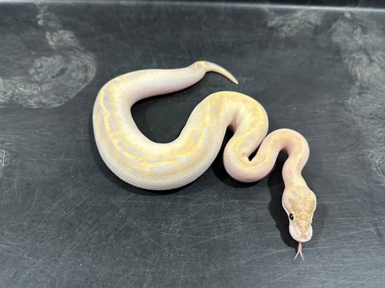 Ivory Double Het Ultramel Pied Ball Python by Brad Boa Reptiles