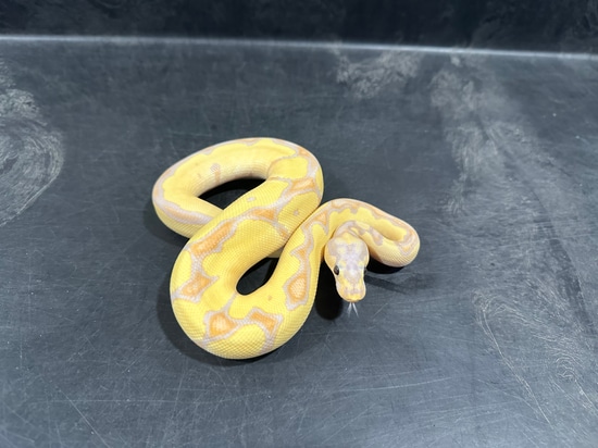Banana Disco/Fire Clown Ball Python by Brad Boa Reptiles