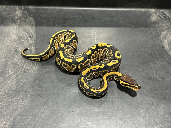 Hurricane Het Clown Ball Python by Brad Boa Reptiles
