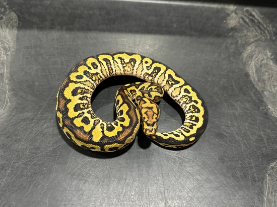 Hurricane Spotnose Clown Ball Python by Brad Boa Reptiles