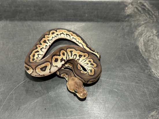 Black Pastel Clown Het Pied Ball Python by Brad Boa Reptiles