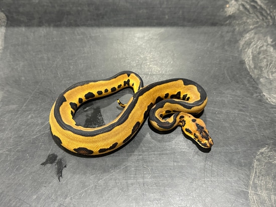 Black Lace Leopard Clown Possible Yellow Belly Ball Python by Brad Boa ...