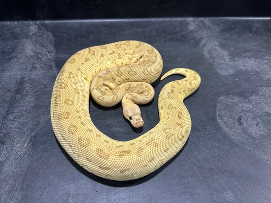 Confusion Clown Emperor Pin Ball Python by Brad Boa Reptiles