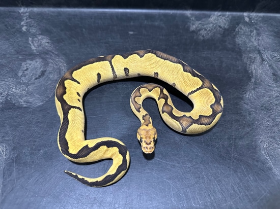Fire Clown Het Puzzle Ball Python by Brad Boa Reptiles