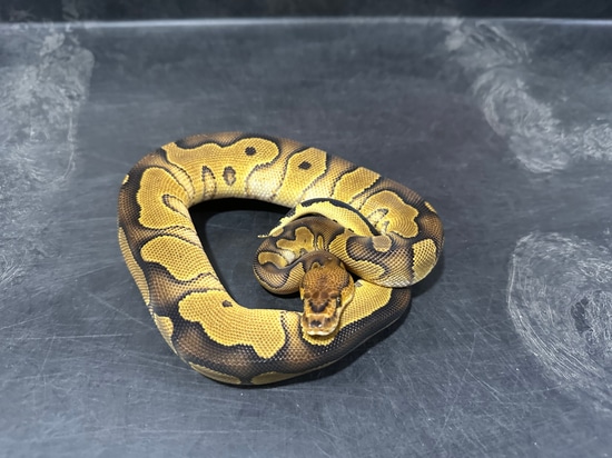 Mahogany Clown Poss Enchi Ball Python by Brad Boa Reptiles