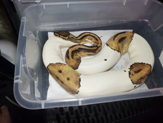 Pied With Emoji Ball Python by Bradley R Burns Reptile Business