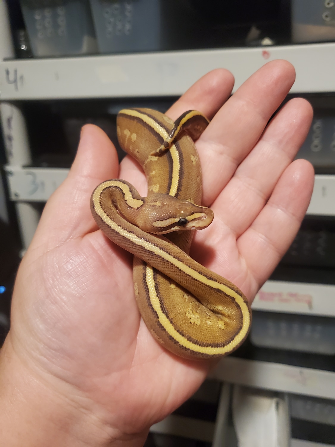 World's First Mojave Asphalt Spark Ball Python by Bradley R Burns ...