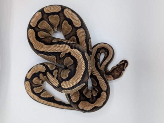 Red Stripe Ball Python by Python Prodigy