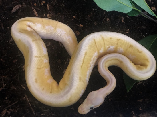 Banana Spinner Blast Ball Python by Brad's World Reptiles