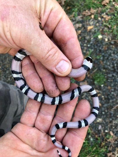 Anery Honduran Milk Snake by Brad's World Reptiles