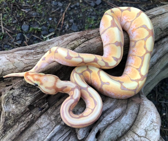 Banana Bee Ball Python by Brad's World Reptiles