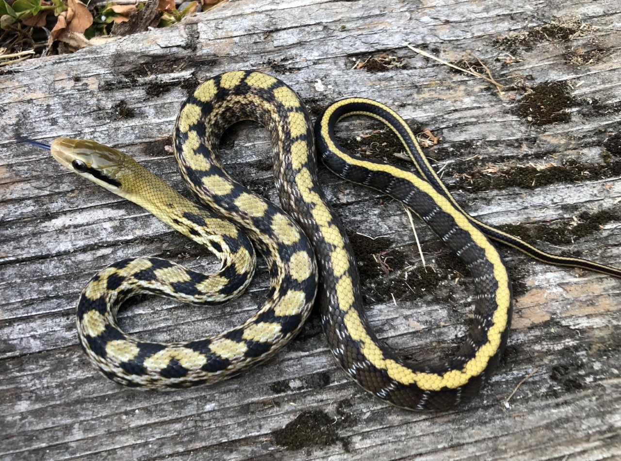Taiwanese Snake Beauty Rat Snake by Brad's World Reptiles - MorphMarket