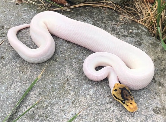 Spied Pie Ball Python by Brad's World Reptiles