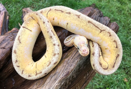 Killer Blast Ball Python by Brad's World Reptiles