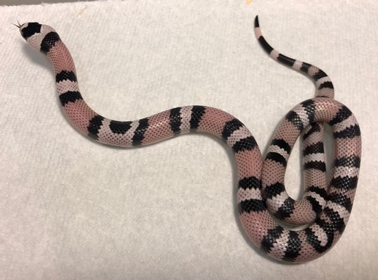 Anery Honduran Milk Snake by Brad's World Reptiles