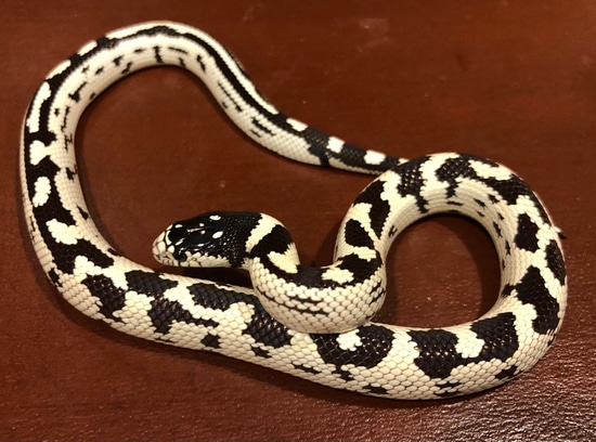 Aberrant California Kingsnake by Brad's World Reptiles
