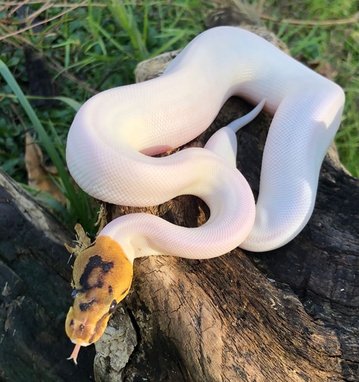 Spied Pie Ball Python by Brad's World Reptiles