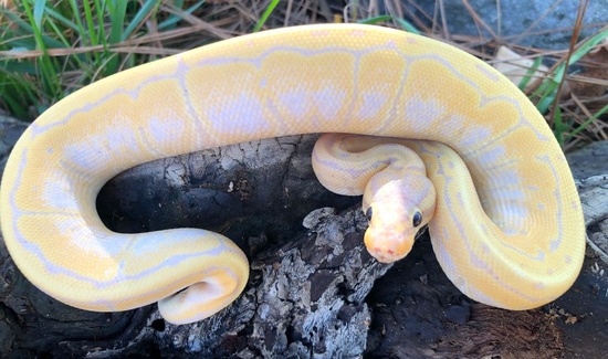 Banana Spinner Ball Python by Brad's World Reptiles