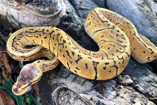 Lemon Blast Ball Python by Brad's World Reptiles