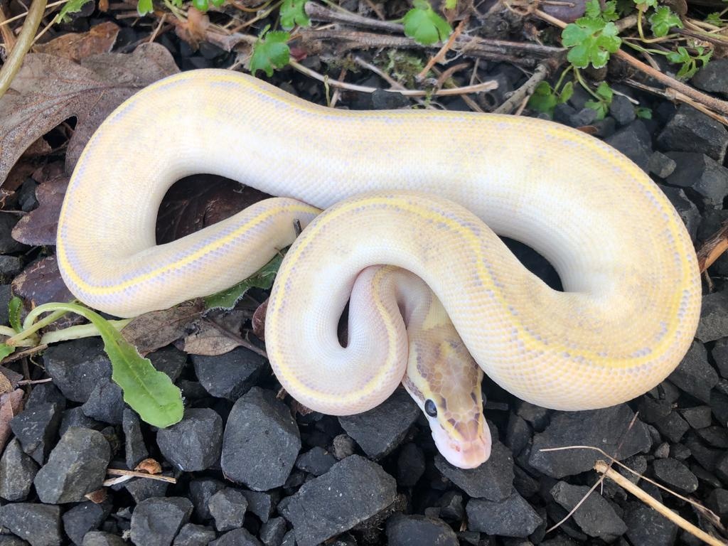 Ivory Ball Python by Brad's World Reptiles - MorphMarket