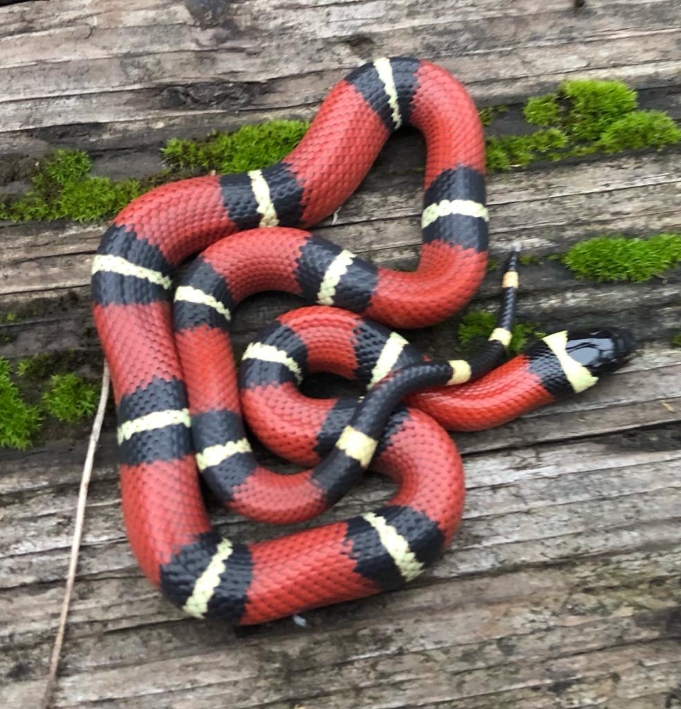 Normal (Het X Spotted) Milk Snake Nelson's Milk Snake by Brad's World ...