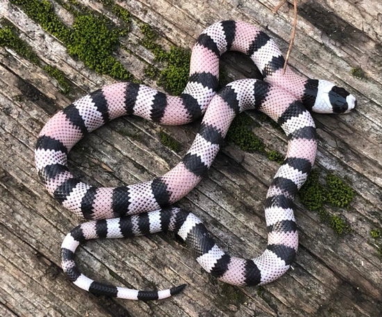 Anery Honduran Milk Snake by Brad's World Reptiles