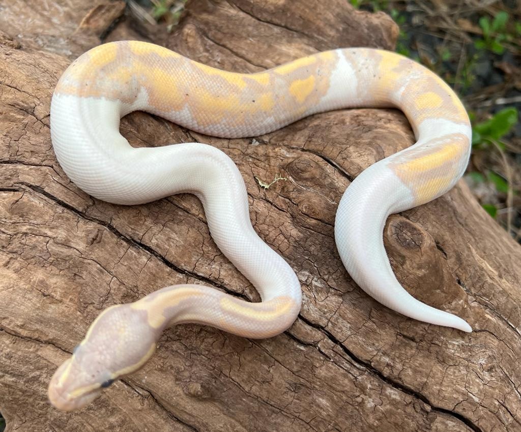 Banana Piebald Ball Python by Brad's World Reptiles - MorphMarket