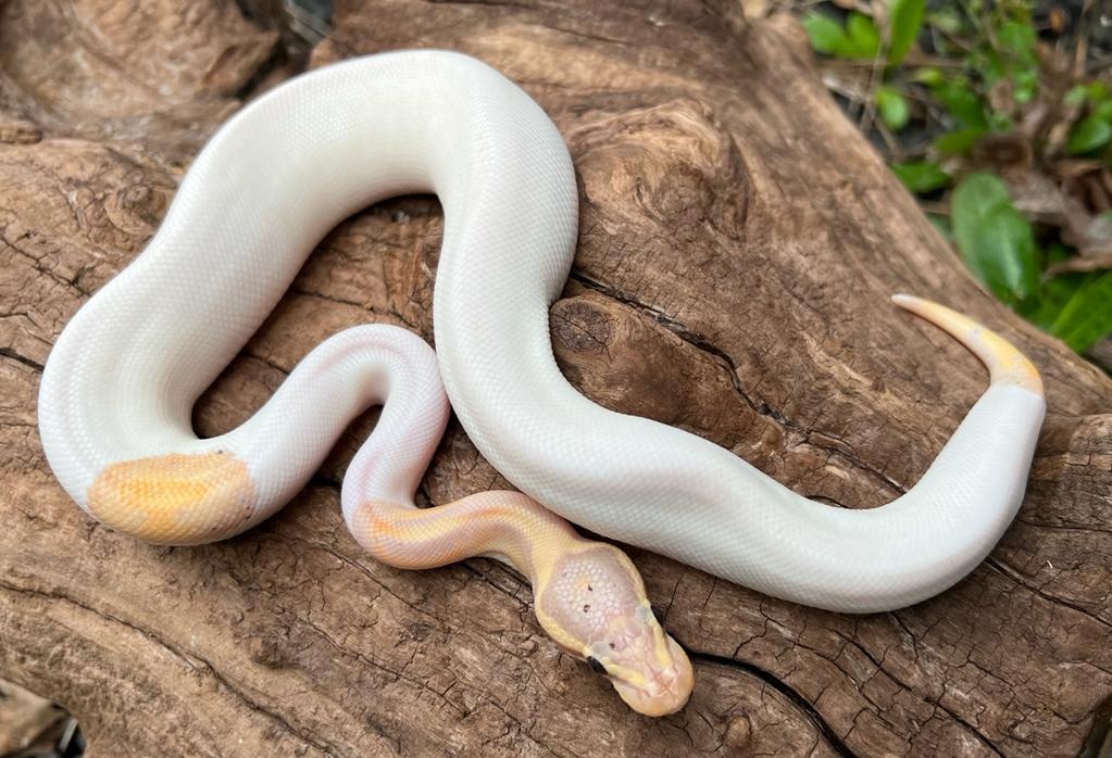 Banana Piebald Ball Python by Brad's World Reptiles - MorphMarket