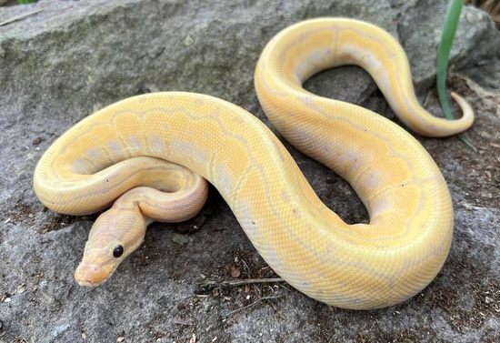 Banana Spinner Blast Ball Python by Brad's World Reptiles