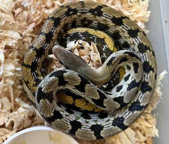 Taiwanese Beauty Snake Beauty Rat Snake by Brad's World Reptiles