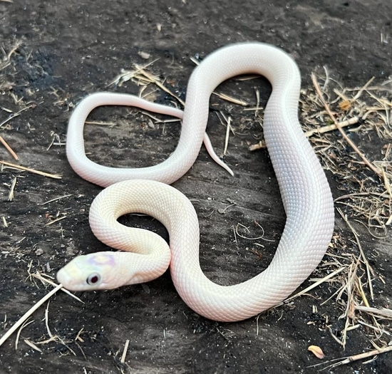 Leucistic Texas Rat Snake Western Rat Snake by Brad's World Reptiles