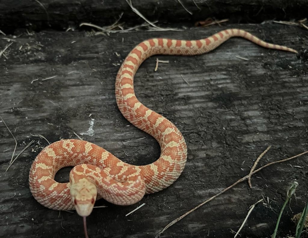 Albino Gopher Snake by Brad's World Reptiles - MorphMarket
