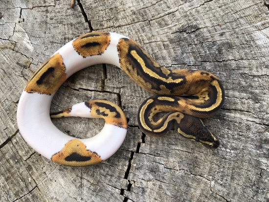 Piebald Ball Python by Brad's World Reptiles