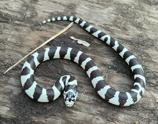 Banded California Kingsnake by Brad's World Reptiles