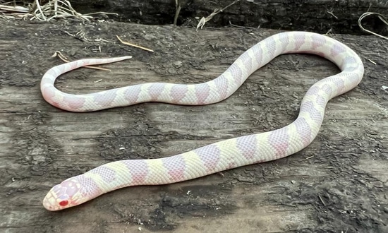 Albino Banded California Kingsnake by Brad's World Reptiles