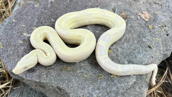 Snow Boa Constrictor by Brad's World Reptiles