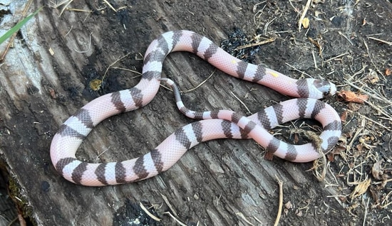 Anery Honduran Milk Snake by Brad's World Reptiles