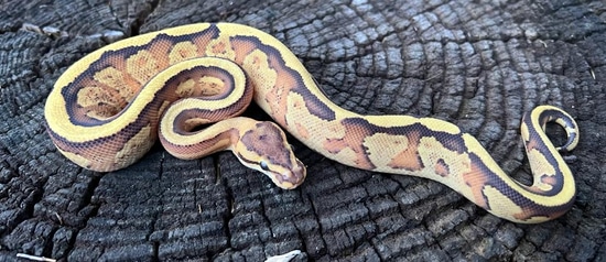 Super Stripe Ball Python by Brad's World Reptiles