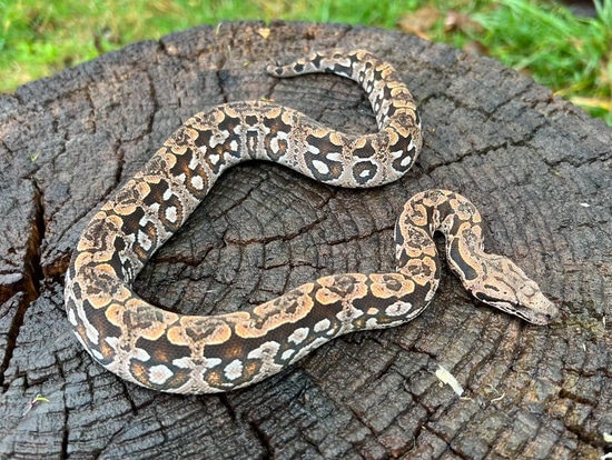 Dumeril Ground Boa Dumeril's Boa by Brad's World Reptiles