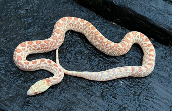 Albino Gopher Snake by Brad's World Reptiles