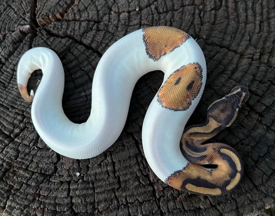 Piebald Ball Python by Brad's World Reptiles