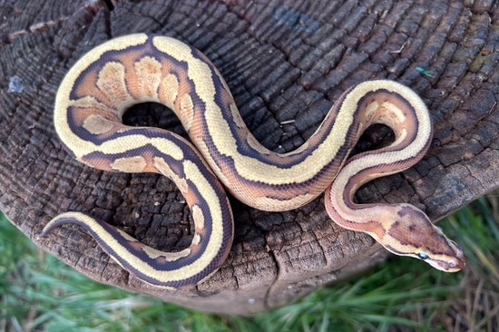 Super Stripe Ball Python by Brad's World Reptiles