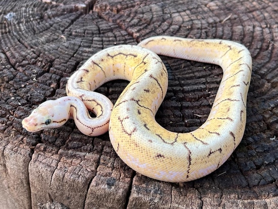 Spinner Blast Ball Python by Brad's World Reptiles