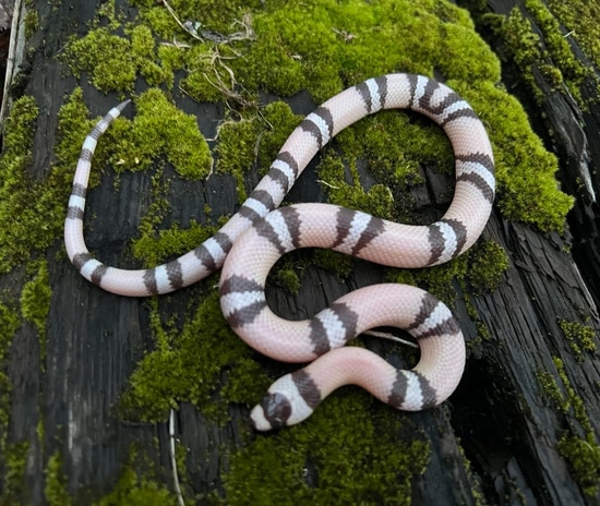 Ghost Anery Honduran Milk Snake by Brad's World Reptiles