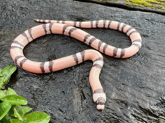 Ghost Anery Honduran Milk Snake by Brad's World Reptiles