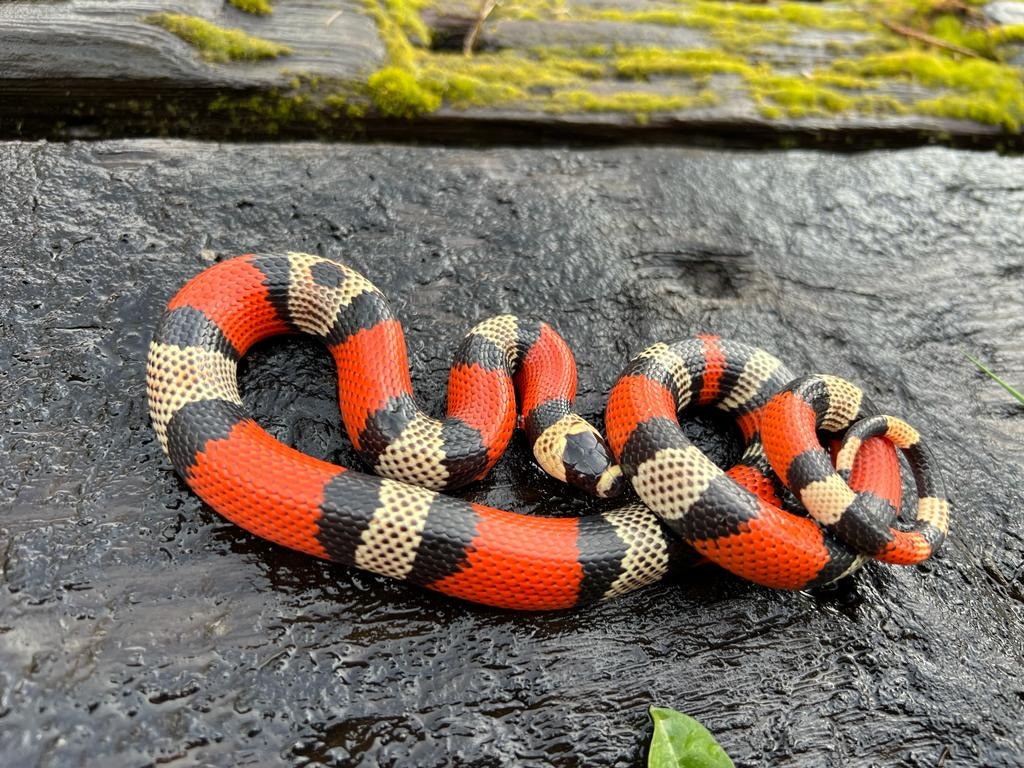 Tricolor Honduran Milk Snake by Brad's World Reptiles - MorphMarket