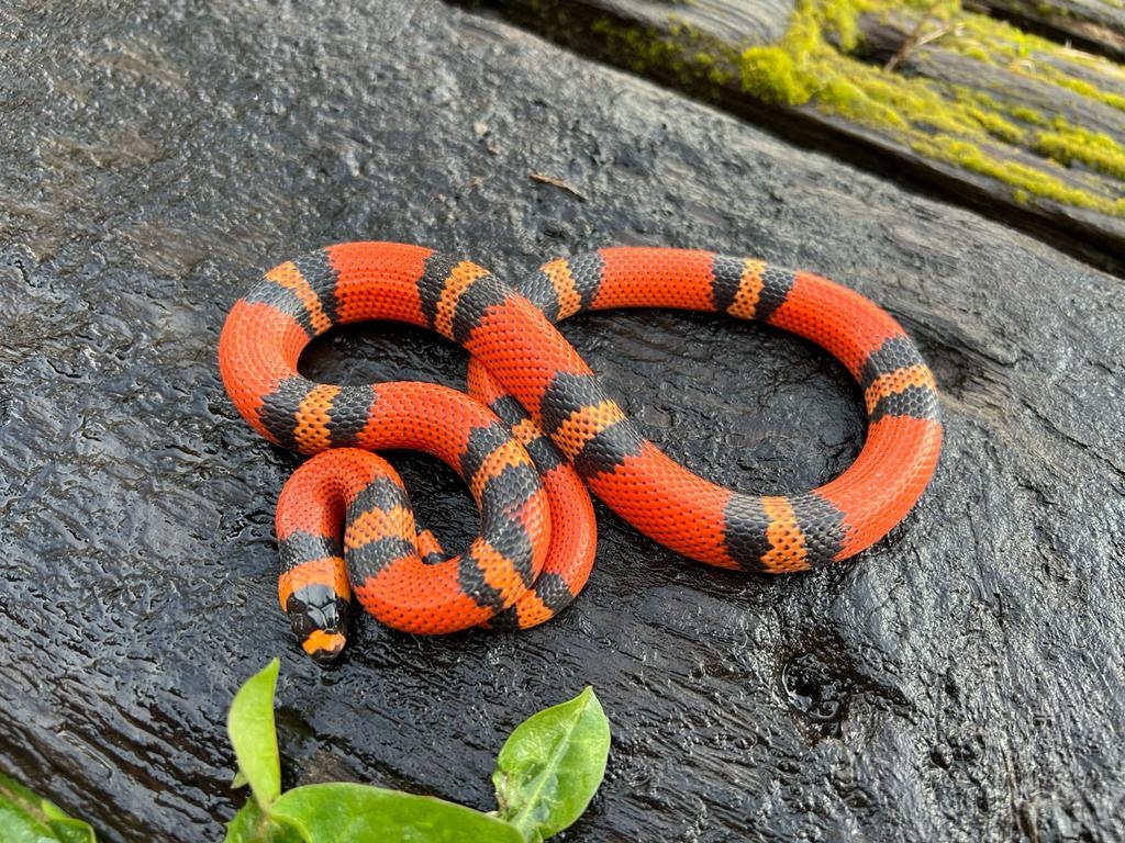 Tangerine Honduran Milk Snake by Brad's World Reptiles - MorphMarket