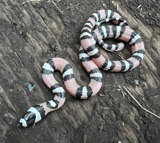 Anery Het Snow Honduran Honduran Milk Snake by Brad's World Reptiles