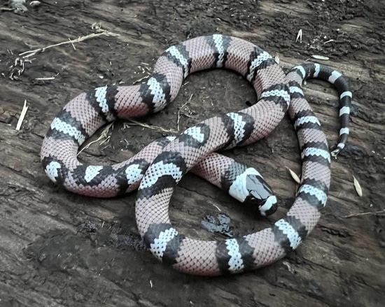 Anery Het Snow Honduran Honduran Milk Snake by Brad's World Reptiles